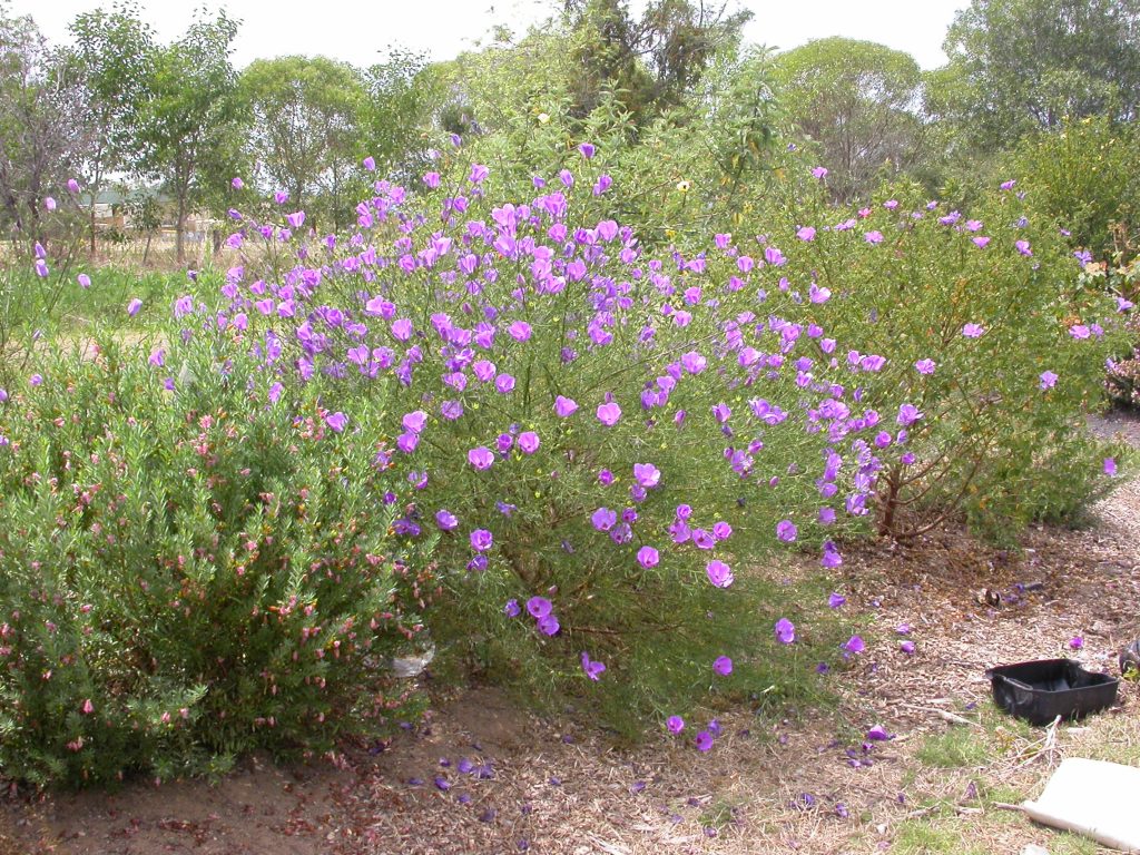 Alyogyne Aussie Purple - Aussie Colours
